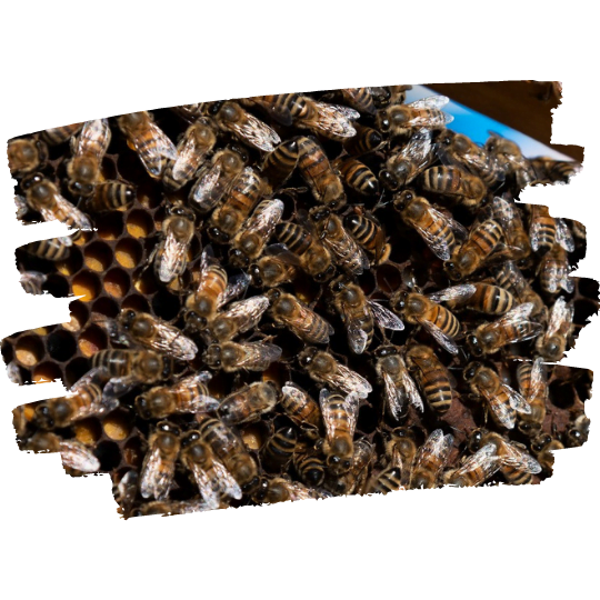 Chi Siamo | Apicoltura Queen Keepers