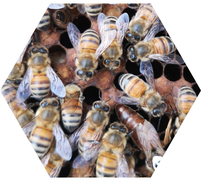 Vendita Api Regine | Apicoltura Queen Keepers